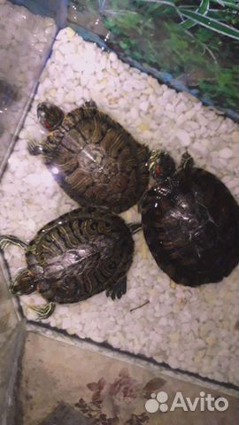 Морская черепаха