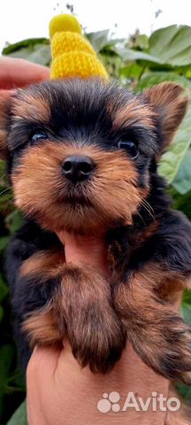 Йоркширский терьер мини щенки
