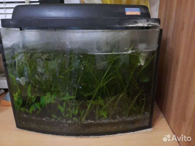 Аквариум