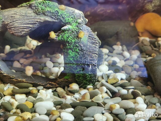 Улитки аквариумные