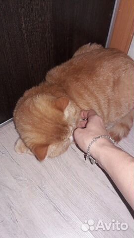 Кошка