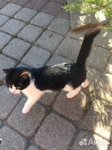 Котенок