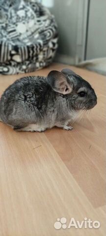 Серебристая шиншилла