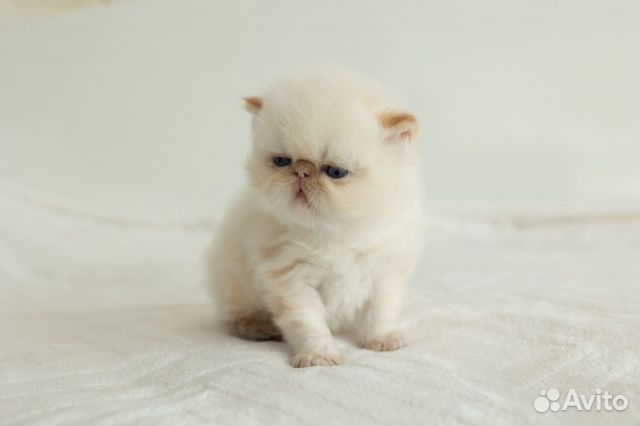 Котенок перс мальчик