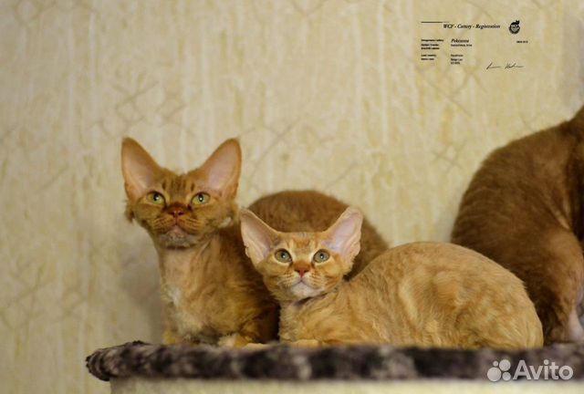 Котята девон-рекс