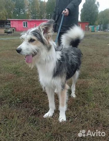 Ероша в хорошие руки