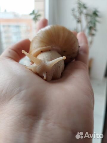 Отдам в добрые руки малышей ахатины фулика альбино