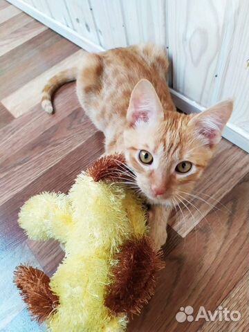 Озорной рыжий Васек в поисках семьи