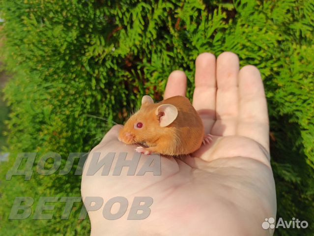 Гладкошерстные ручные мышки