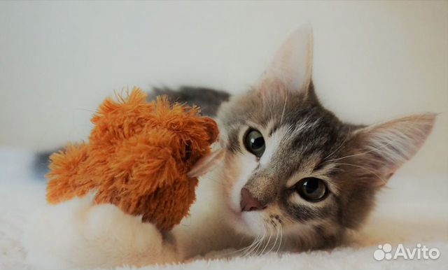Котенок Леся девочка