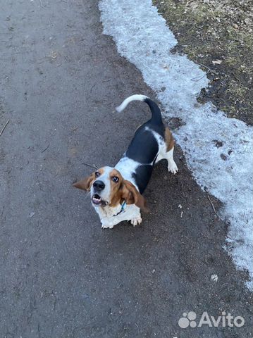 Бассет Хаунд