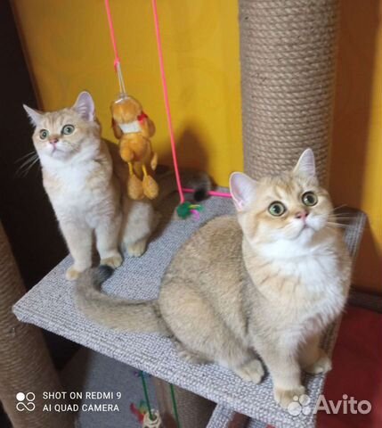 Шотландские подрощенные девочки