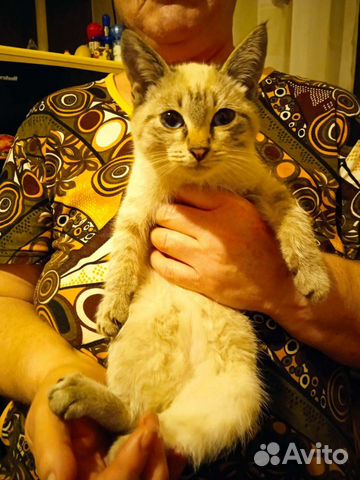 Тайские котята бесплатно