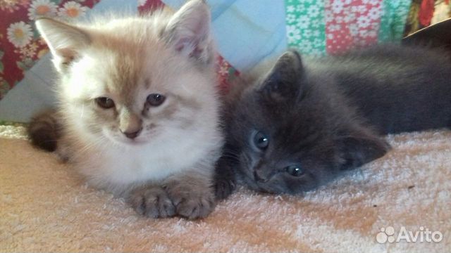 Котята 2 мальчика