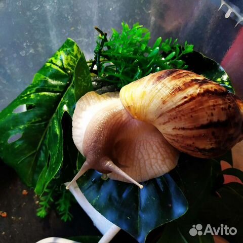 Улитки ахатины в дар