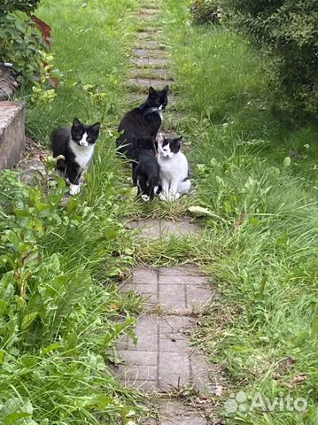 Котята в добрые руки