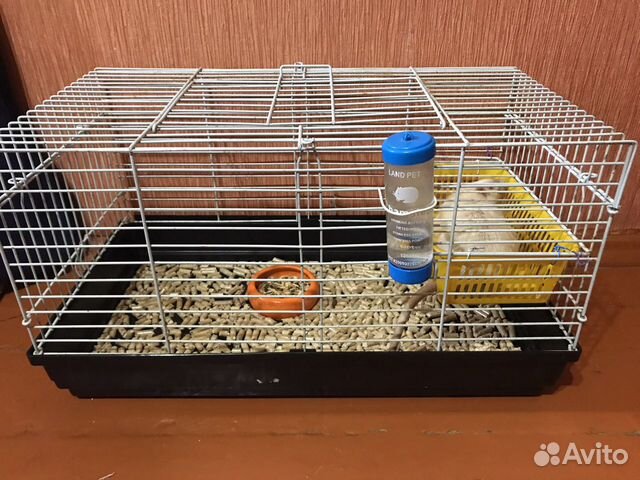 Крыса альбинос с клеткой