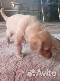 Собака в добрые руки щенок