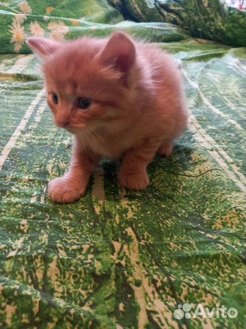 Котята в добрые руки бесплатно