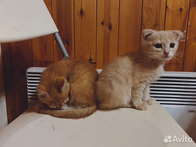 Клевые котята в добрые руки