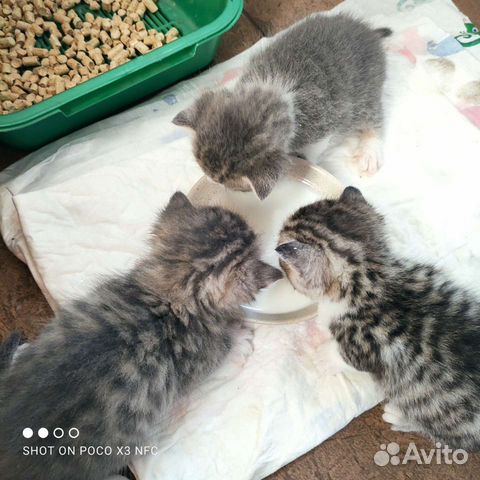 Котята