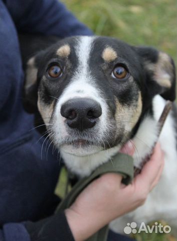 Щен отчаянно нуждается в доме.Не выживет в приюте