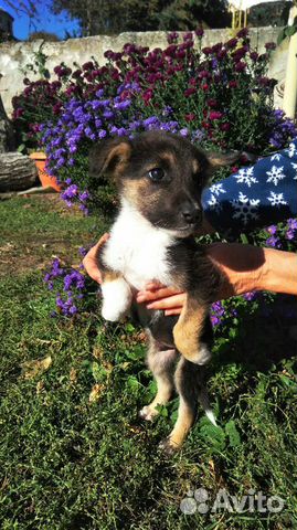 Мальчик-красавчик ищет дом