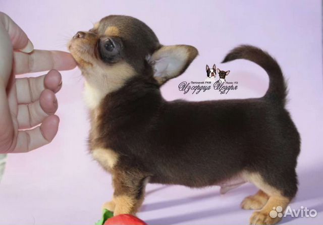 Кобби мальчик шоколадка