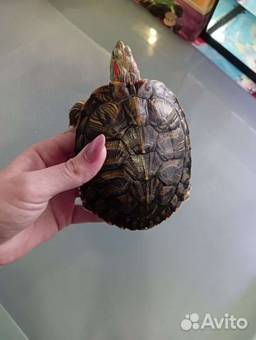 Красноухая черепаха с аквариумом