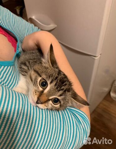 Котэ девочка