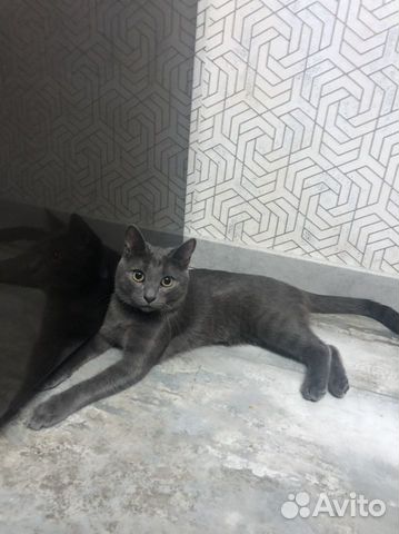 Русская голубая