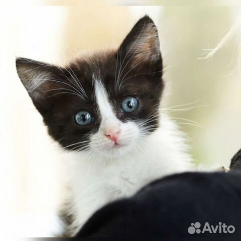 Котёнок, котята малыш маркизный в дар