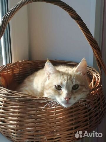 Шикарный рыжик