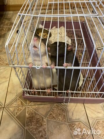 Крысы бесплатно