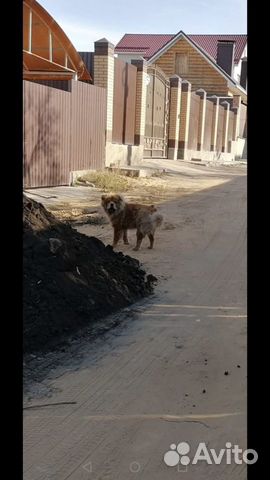 Чау-чау ищет хозяина,нужна помощь в отлове
