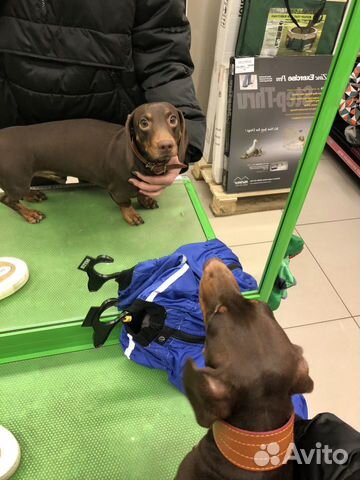 Кобель для вязки такса