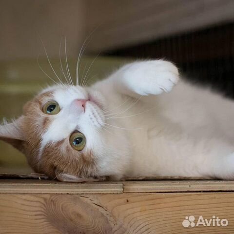 Шанс для Сабрины. Ищем Своего Человека