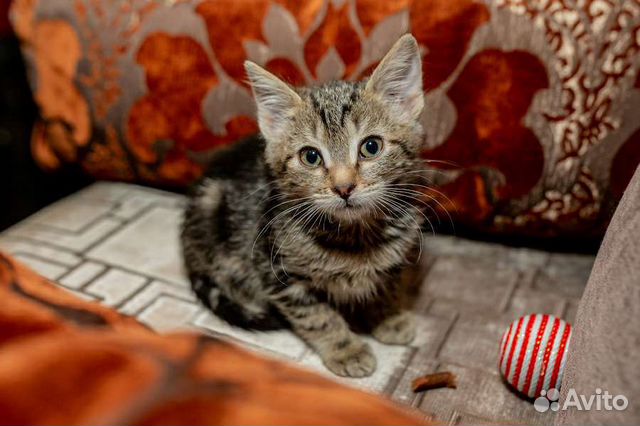Котенок Кошечка Мишель 2,5 мес мраморный полосатик