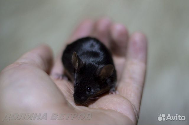 Декоративные мышки черный тан