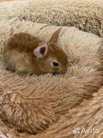 Крольчата декоративные рекс