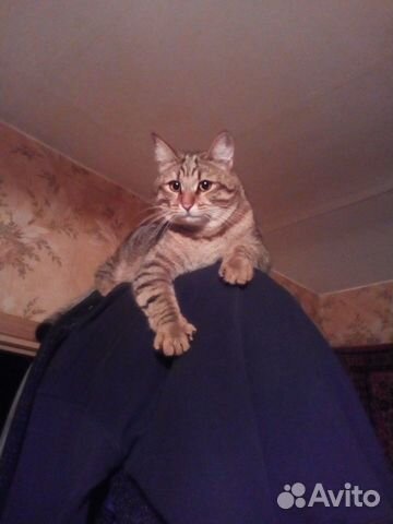 Отдам кота(подброшенного в подъезд) в добрые руки