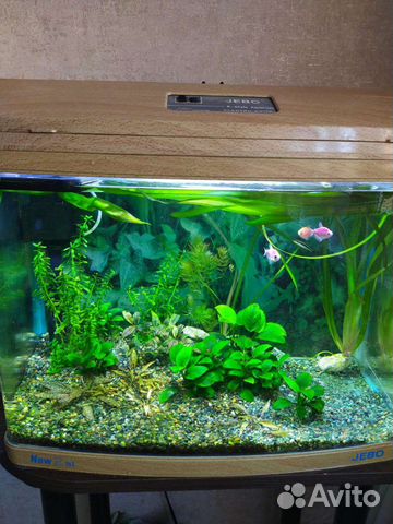 Растения для аквариума