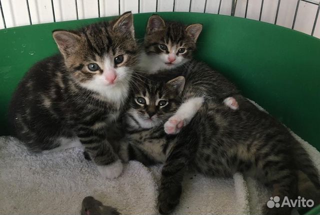 Котята подобраны с улицы, 1.5 мес