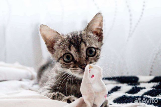 Котенок Варя в добрые руки