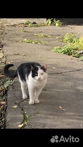 Котенок Домино в дар