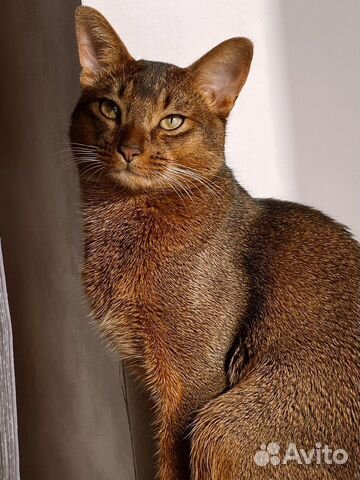 Абиссинский кот вязка