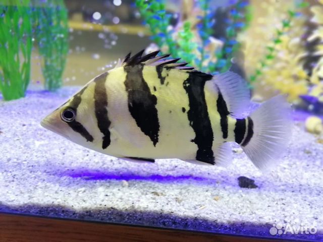 Окунь Сиамский