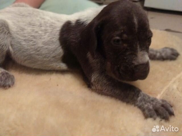 Щенки курцхаара