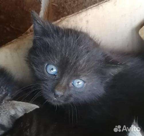 Котёнок мальчик
