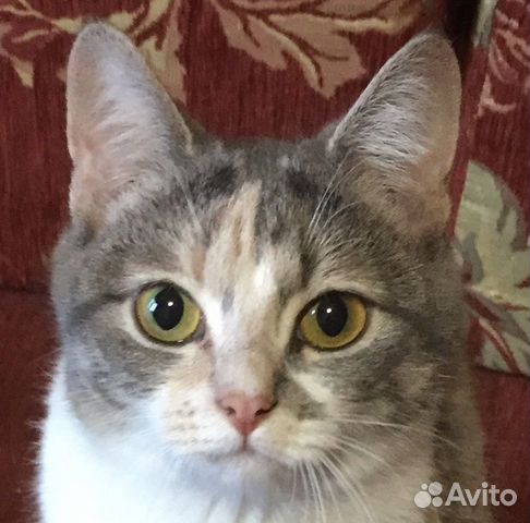 Британка Зефирка